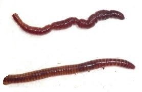 3. Lombriz Roja de California