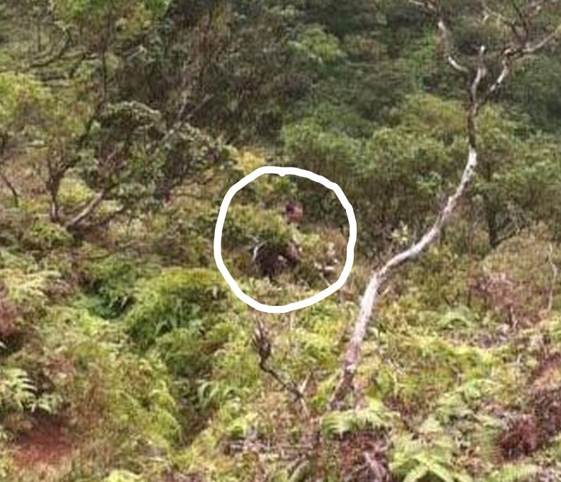 Missing: Daylenn Pua and Daniel Naylor