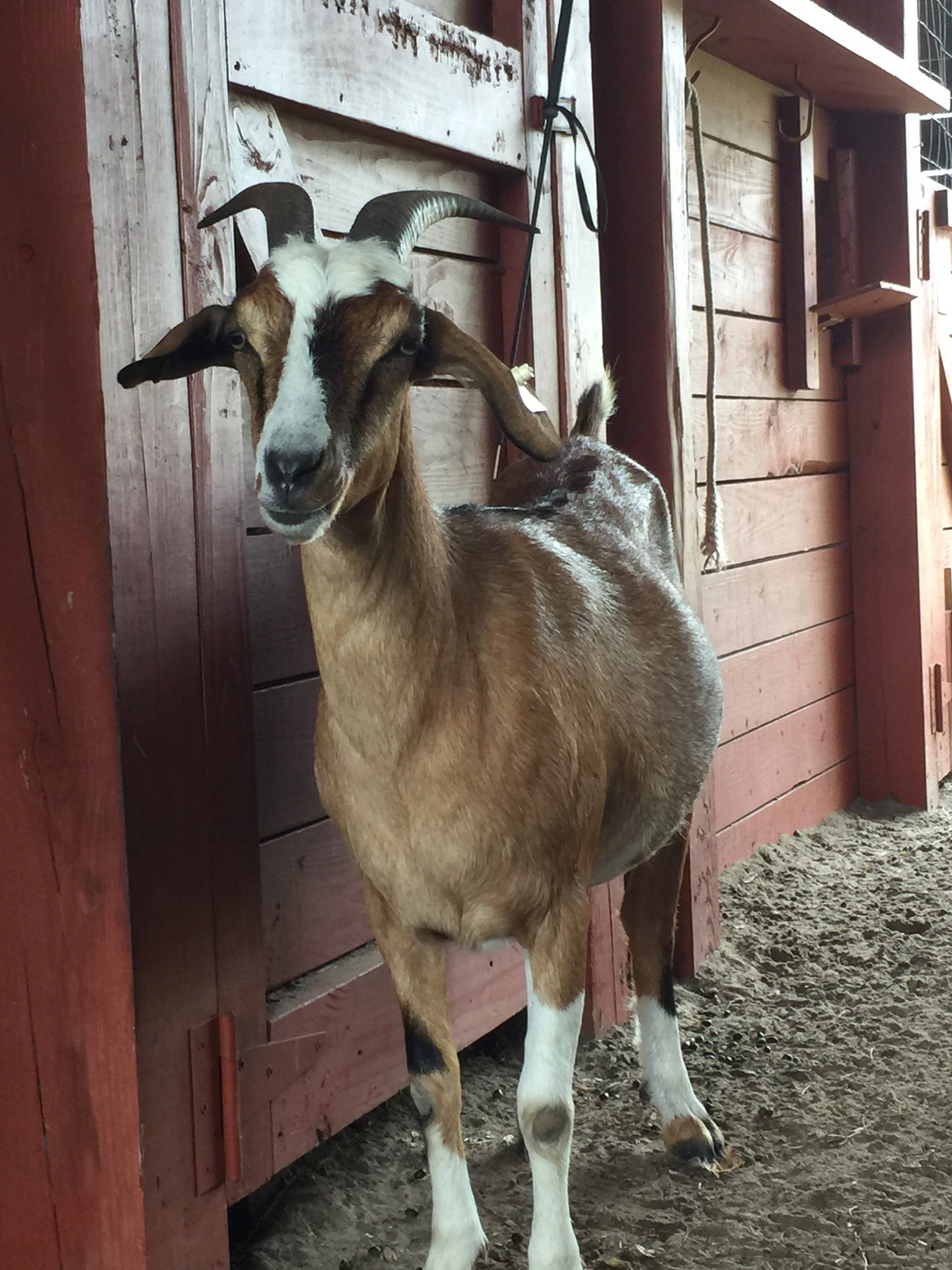 registered Kiko goats, Kiko goats fl, Kiko goats ga,