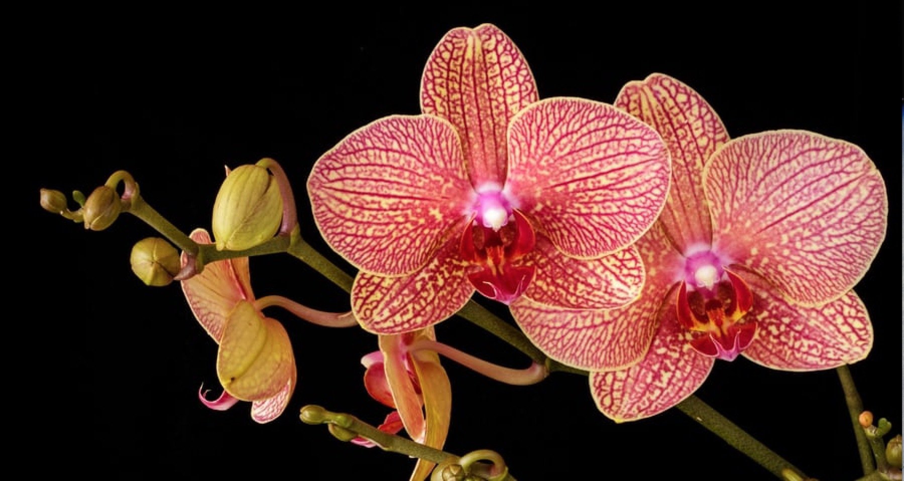 The most important Flowers Shows and Festivals in the world by Amour ...