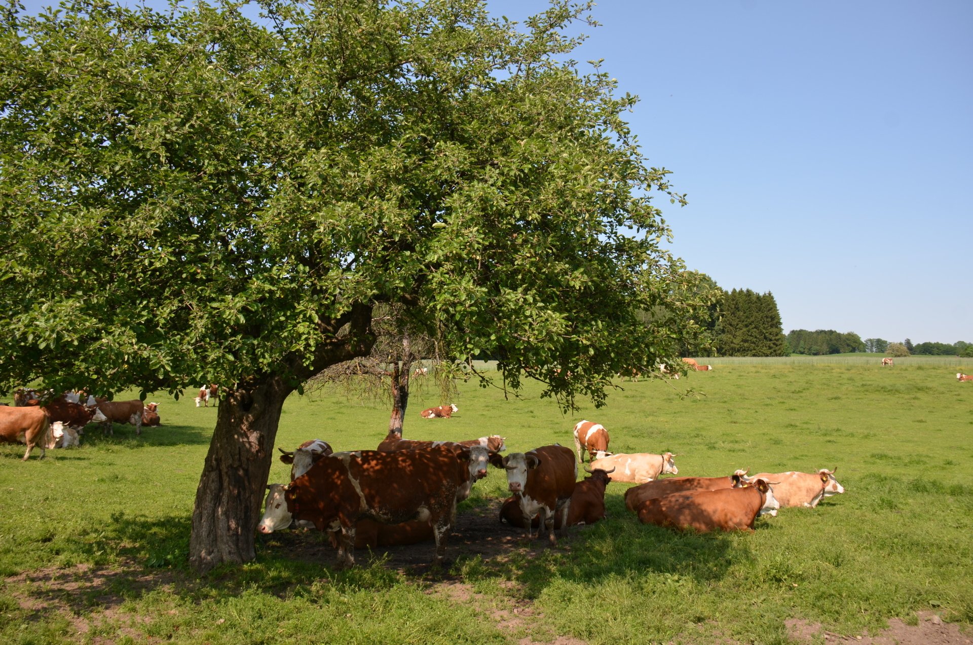 Allgäuer Emmentalerkäserei Leupolz, Demeter Vertragskäserei
