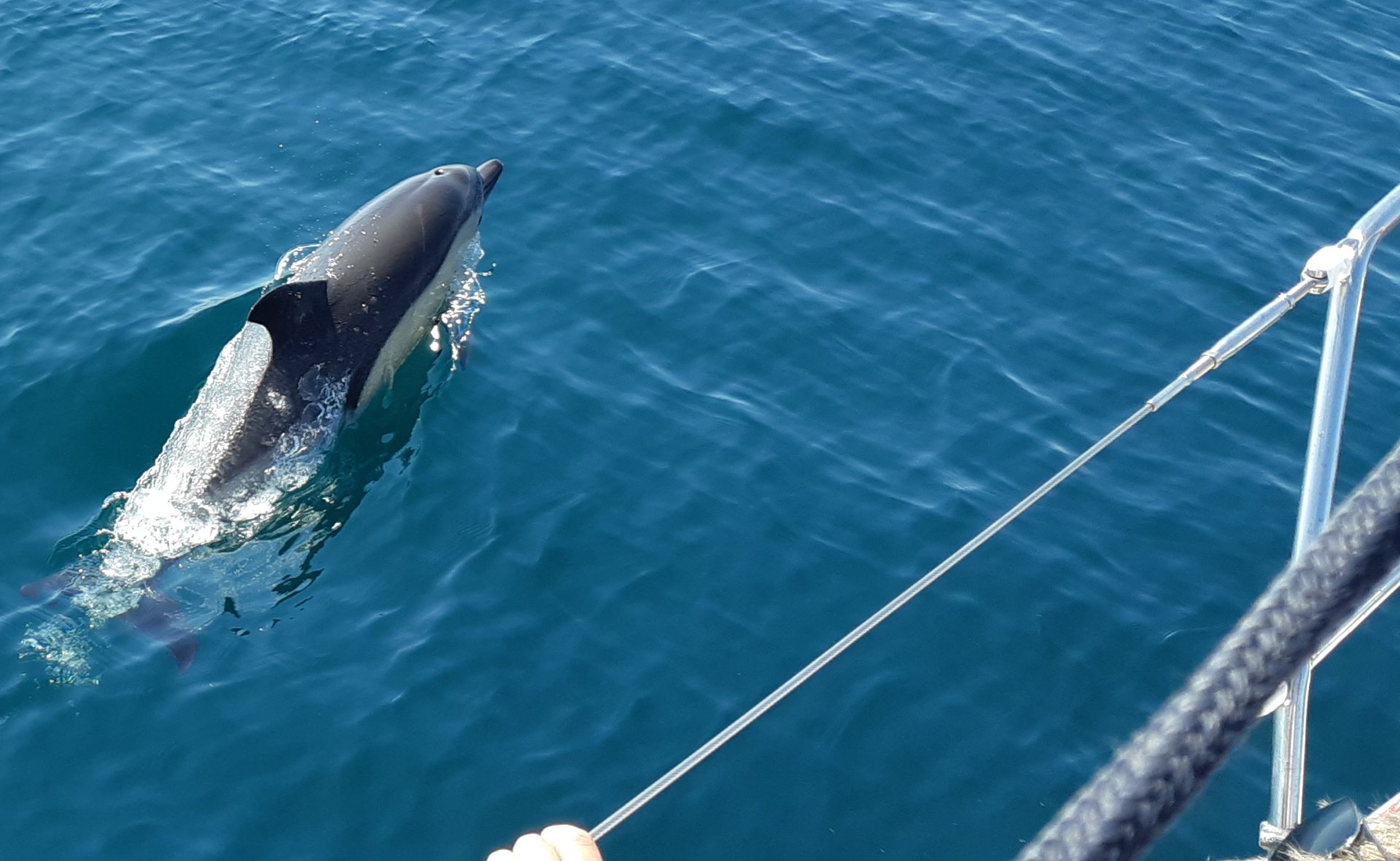 DOLPHIN SPOTTING SAILING CHARTERS FUENGIROLA MALAGA TRIPS