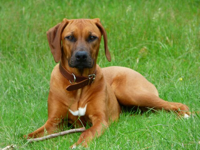 Elevage de Rhodesian Ridgeback en Dordogne Périgord