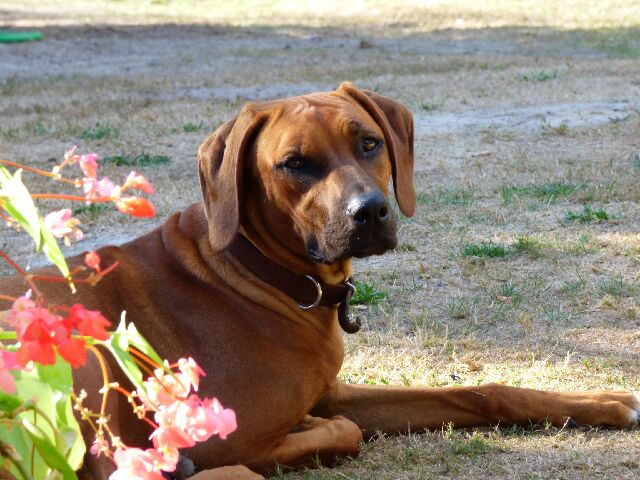 Elevage de Rhodesian Ridgeback en Dordogne Périgord