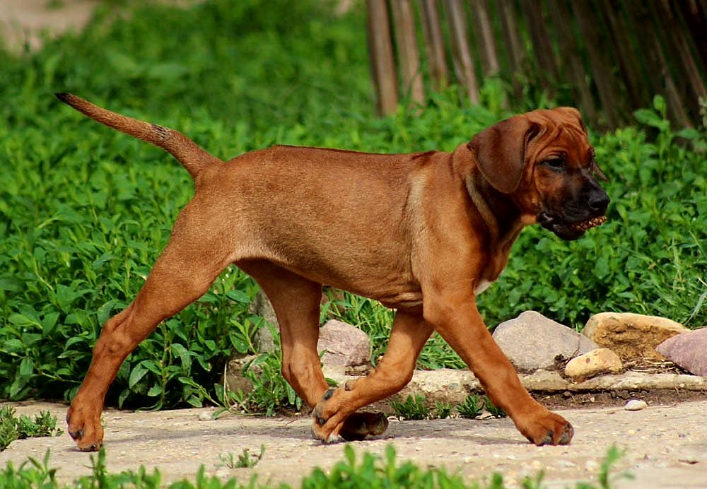 Présentation élevage du Clos Bhakti Rhodesian Ridgeback en Dordogne