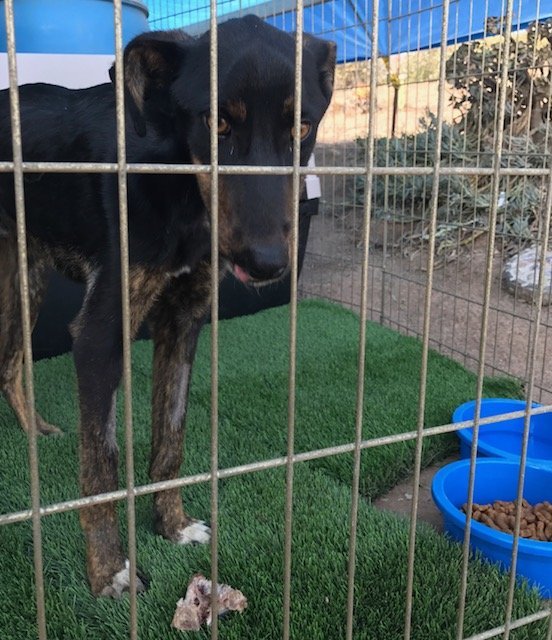 Home [www.redbarnrescue.org]