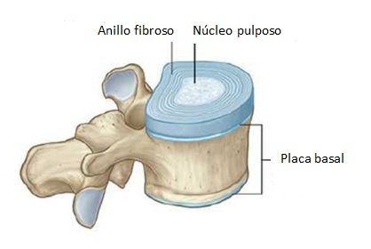 Los discos intervertebrales