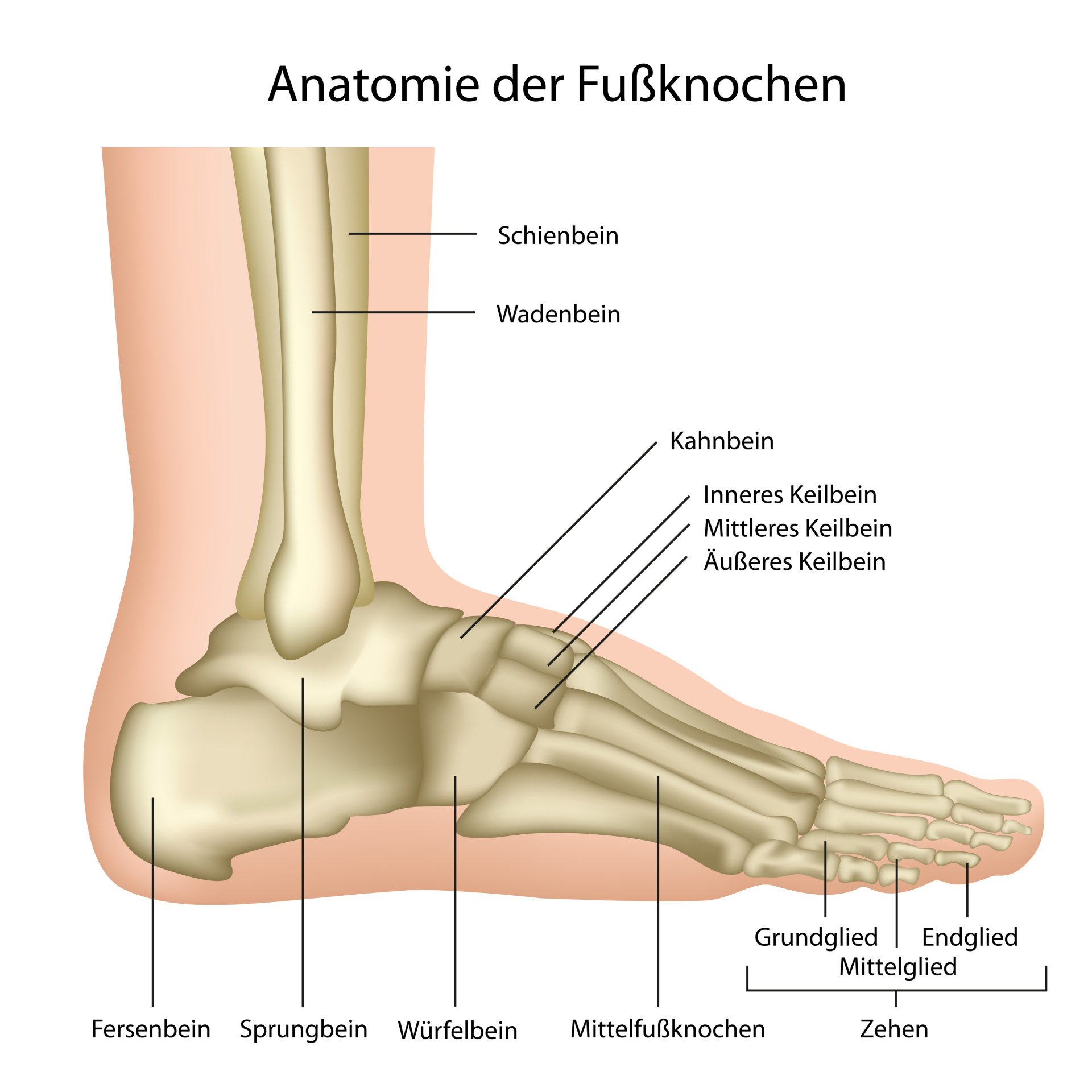 Fuß | ORTHO BALANCE