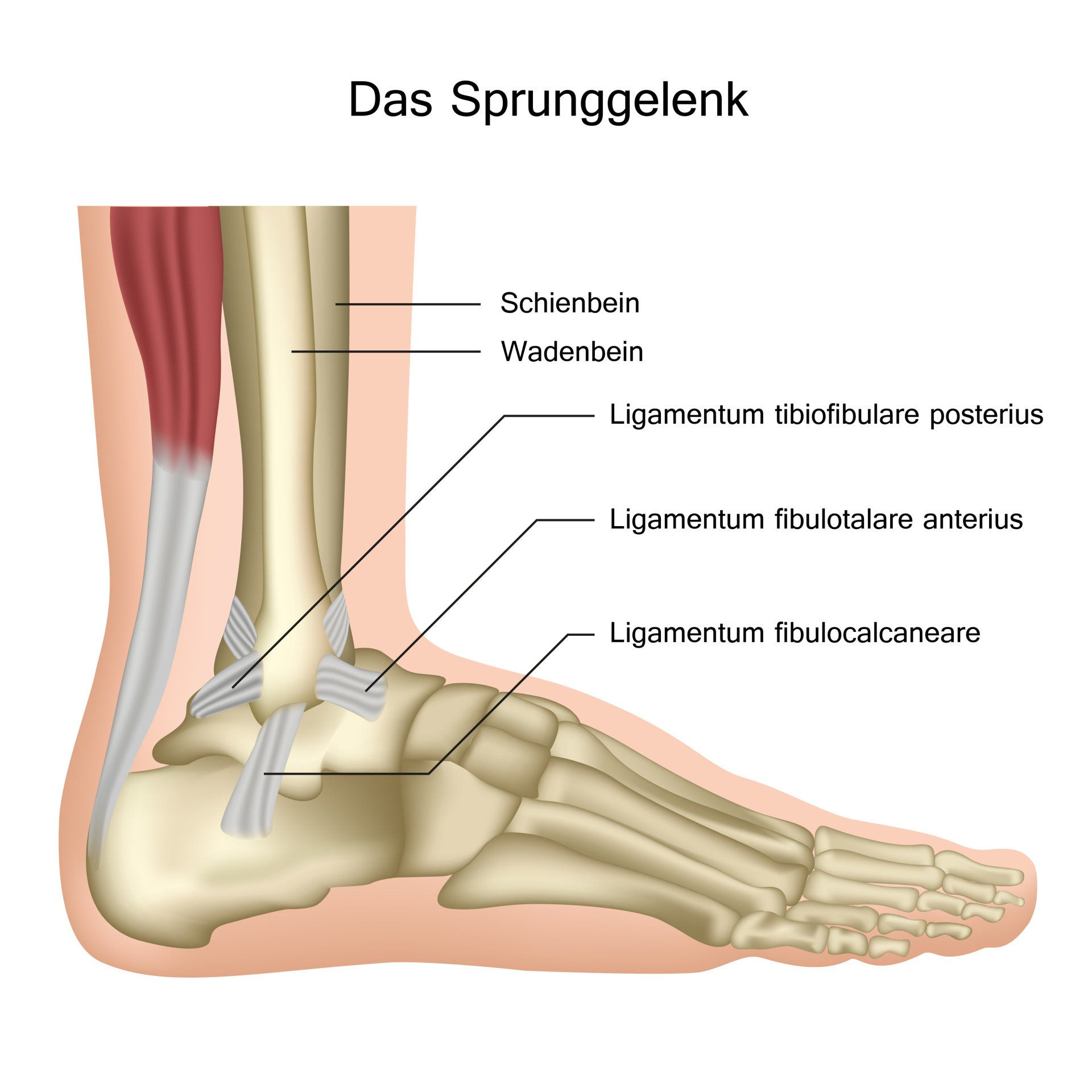 Fuß | ORTHO BALANCE