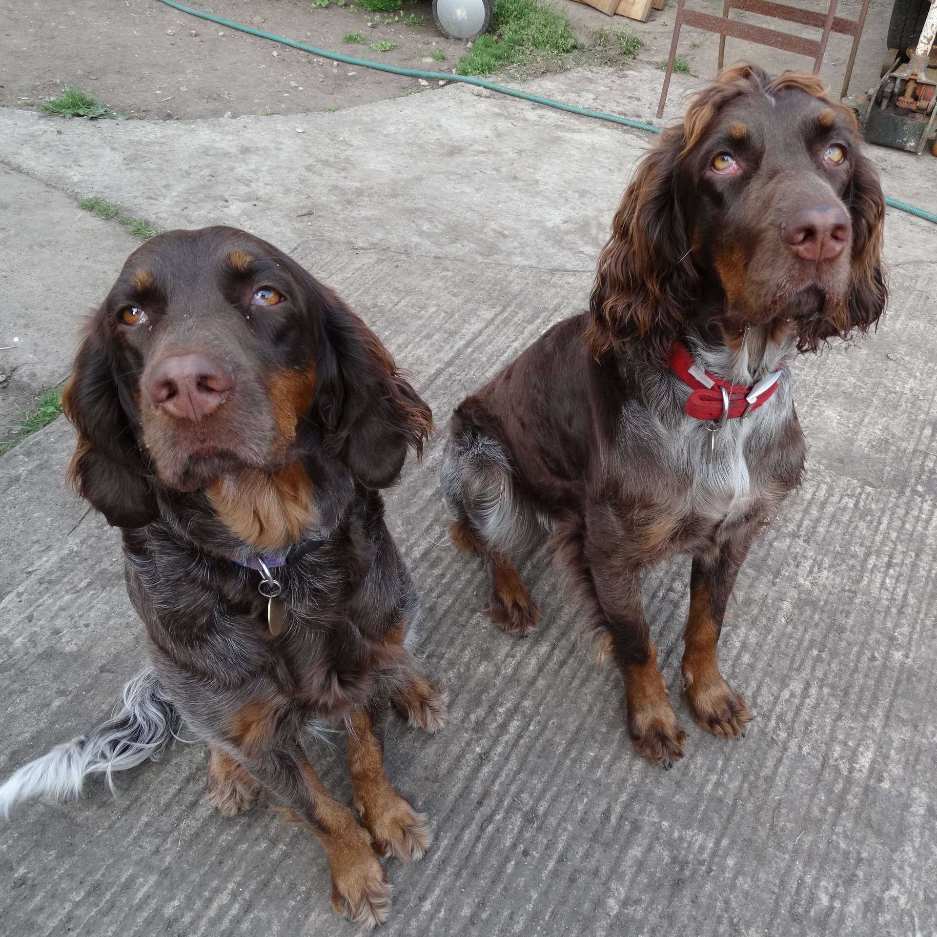 UK Picardy Spaniel Club