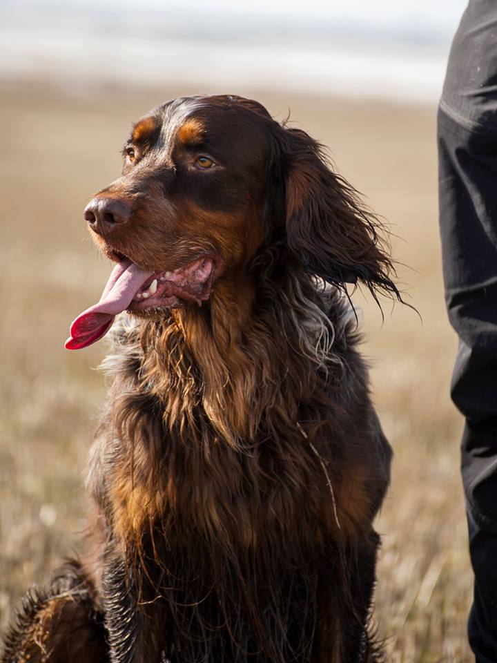 UK Picardy Spaniel Club