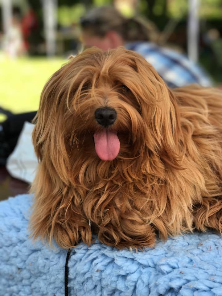 Manus Havaneser - From the little Heroes