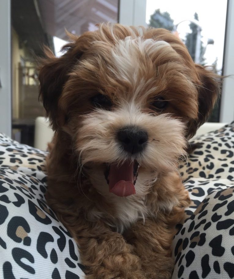 Manus Havaneser - From the little Heroes