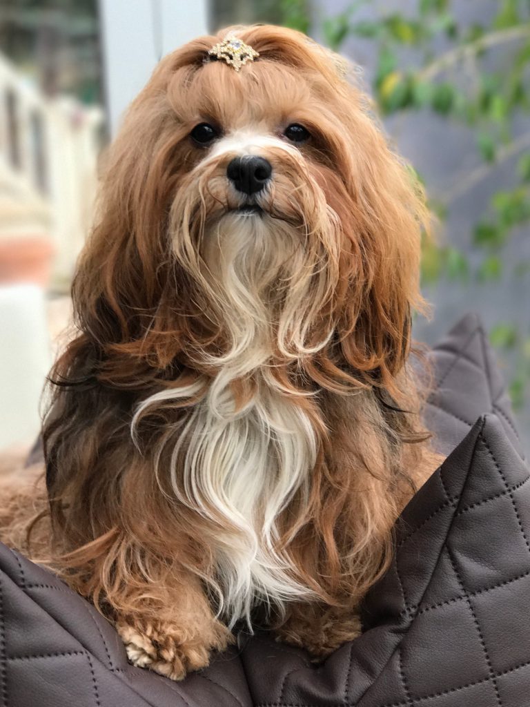 Manus Havaneser - From the little Heroes