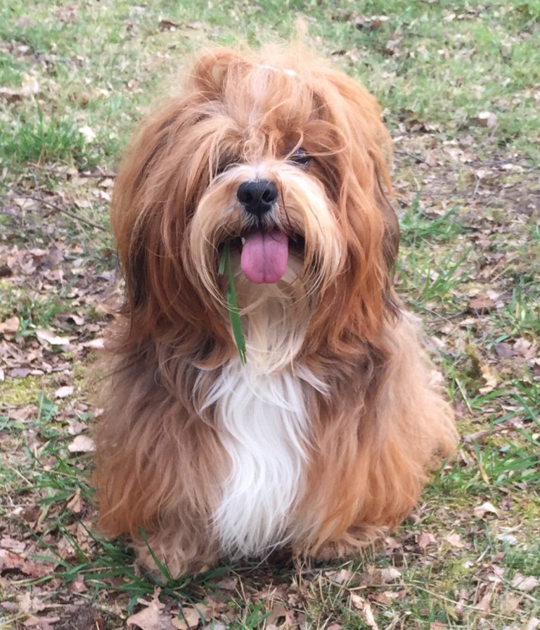 Manus Havaneser - From the little Heroes