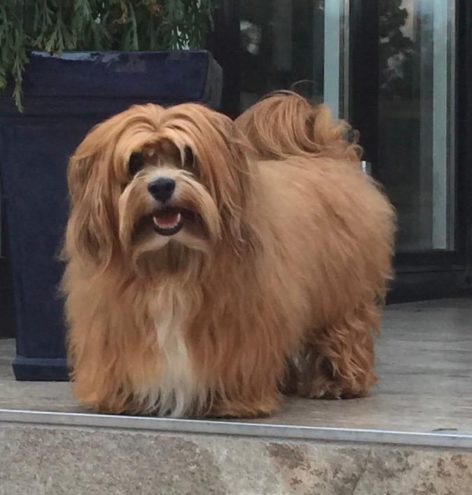 Manus Havaneser - From the little Heroes