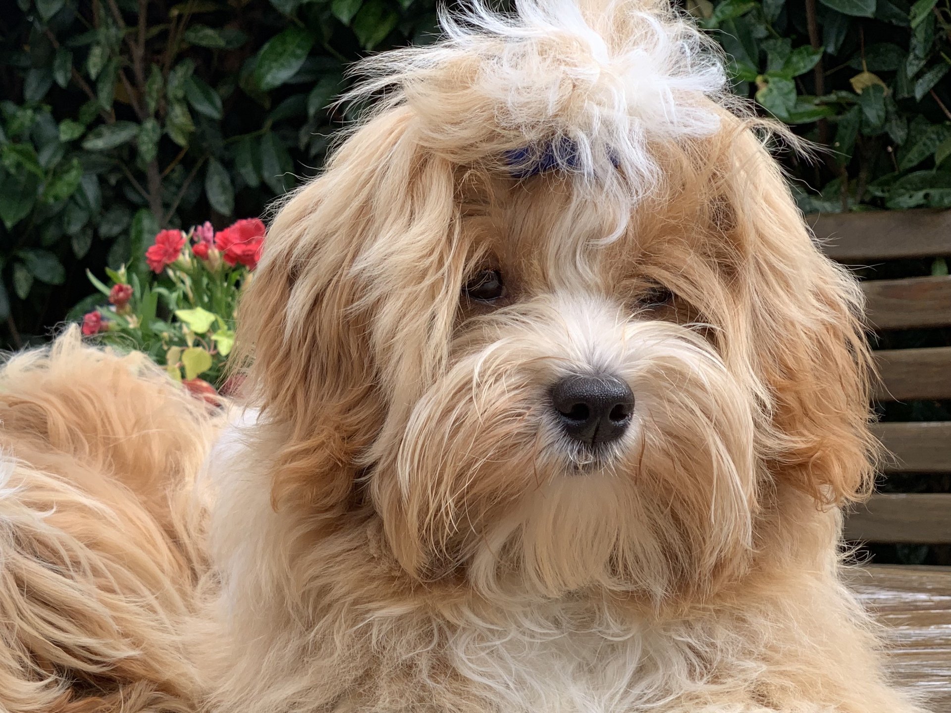 Manus Havaneser - From the little Heroes