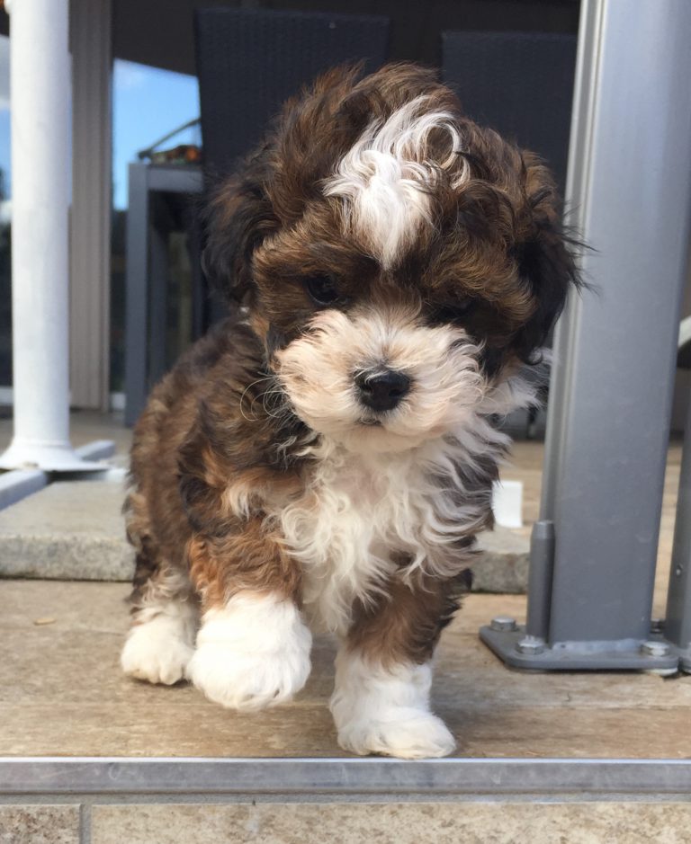 Manus Havaneser - From the little Heroes