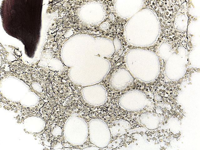 UK NEQAS CPT – Cellular Pathology EQA Services & Information