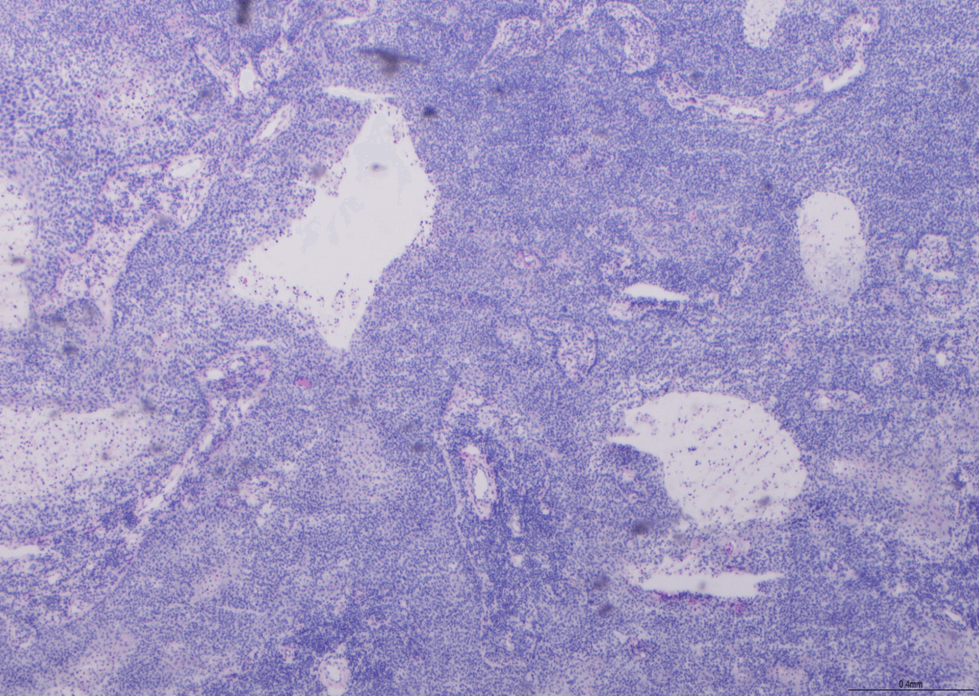 UK NEQAS CPT – Cellular Pathology EQA Services & Information