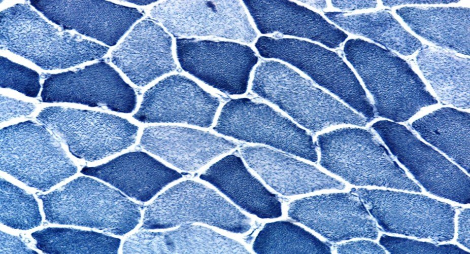 UK NEQAS CPT – Cellular Pathology EQA Services & Information