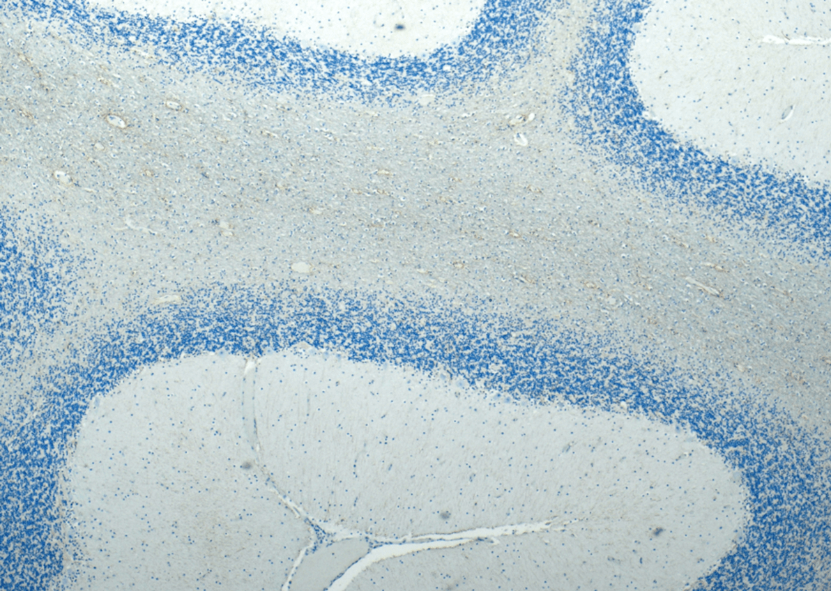 UK NEQAS CPT – Cellular Pathology EQA Services & Information