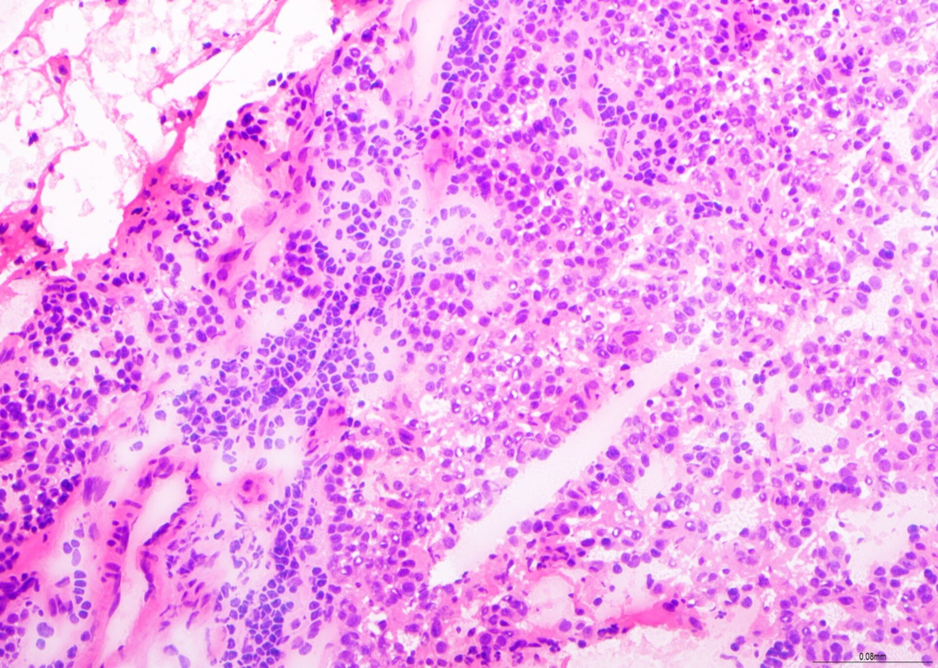 UK NEQAS CPT – Cellular Pathology EQA Services & Information