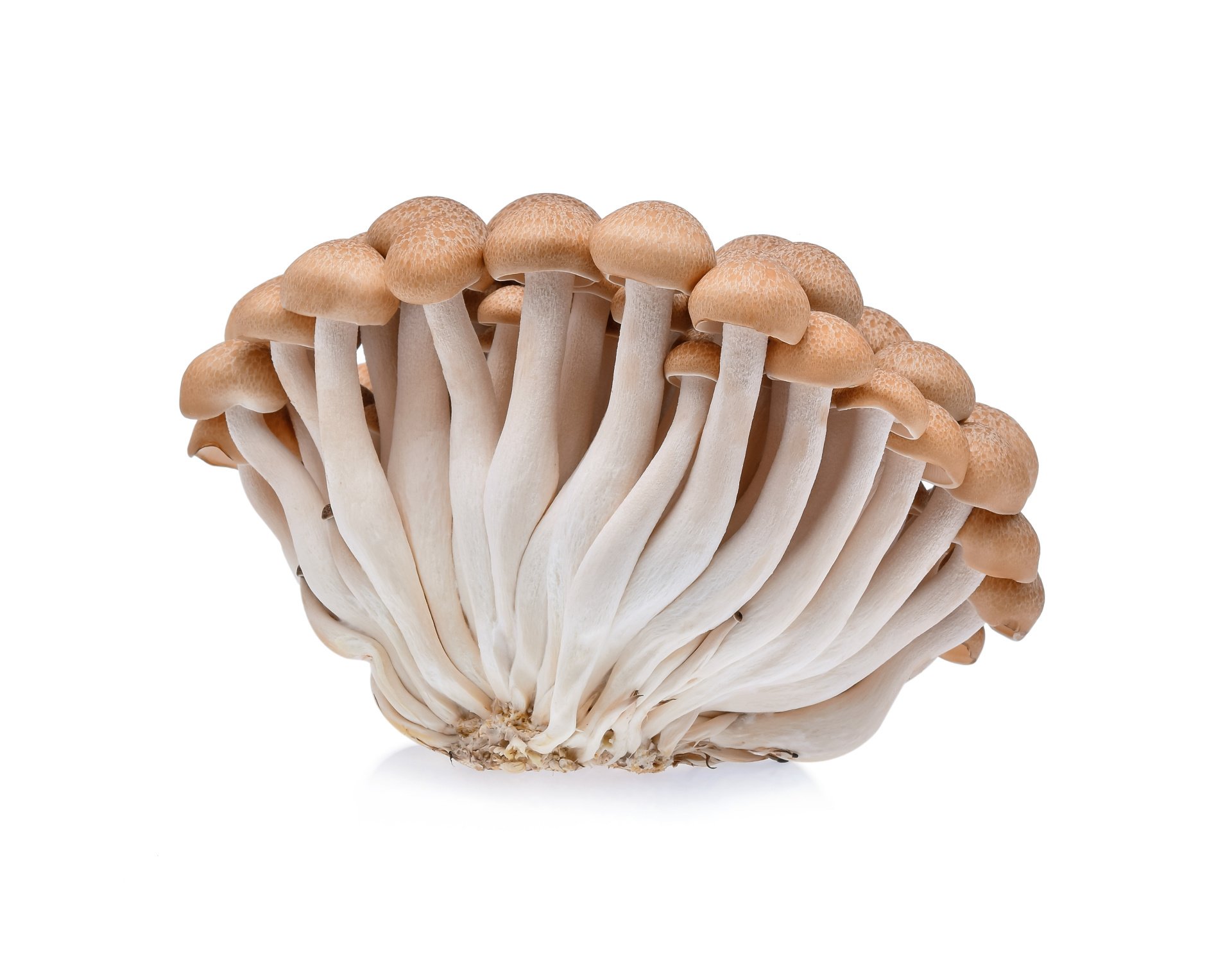 Pilzkunde