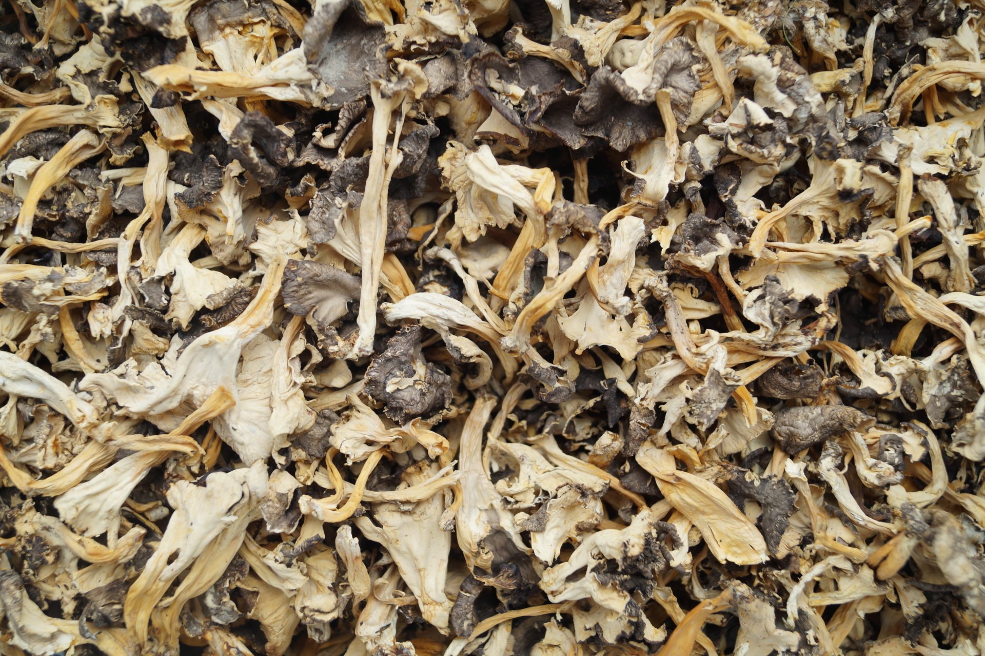 Trockenpilze
