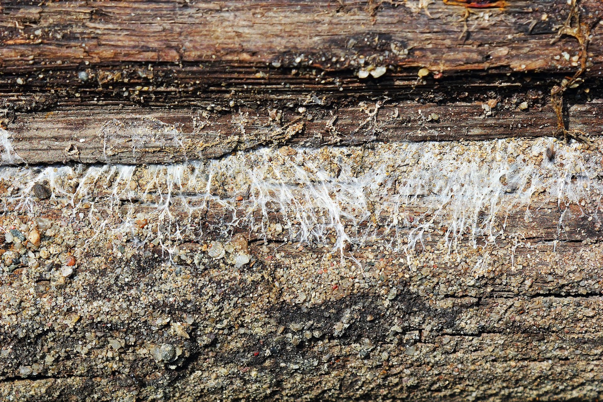 Fungi and Timber