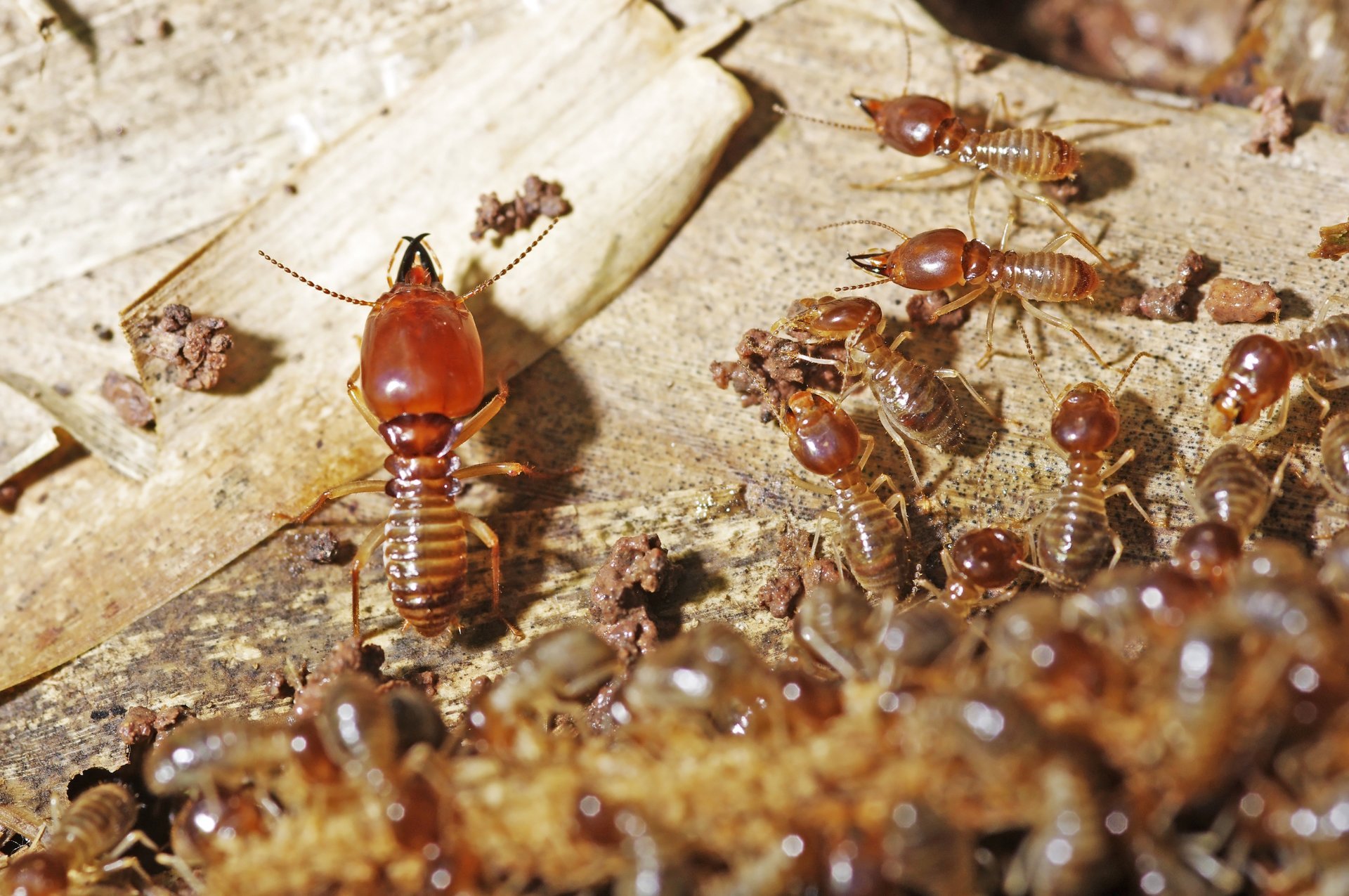Termites