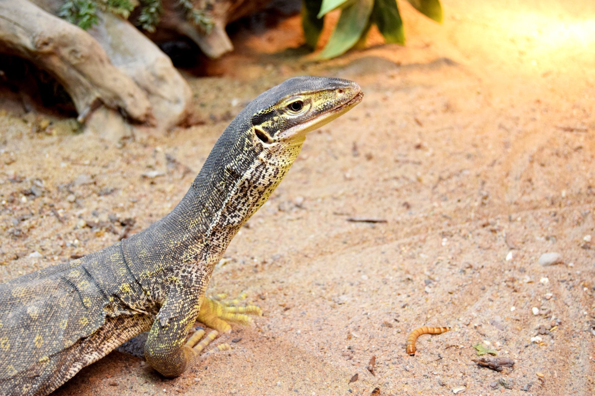 Echsen