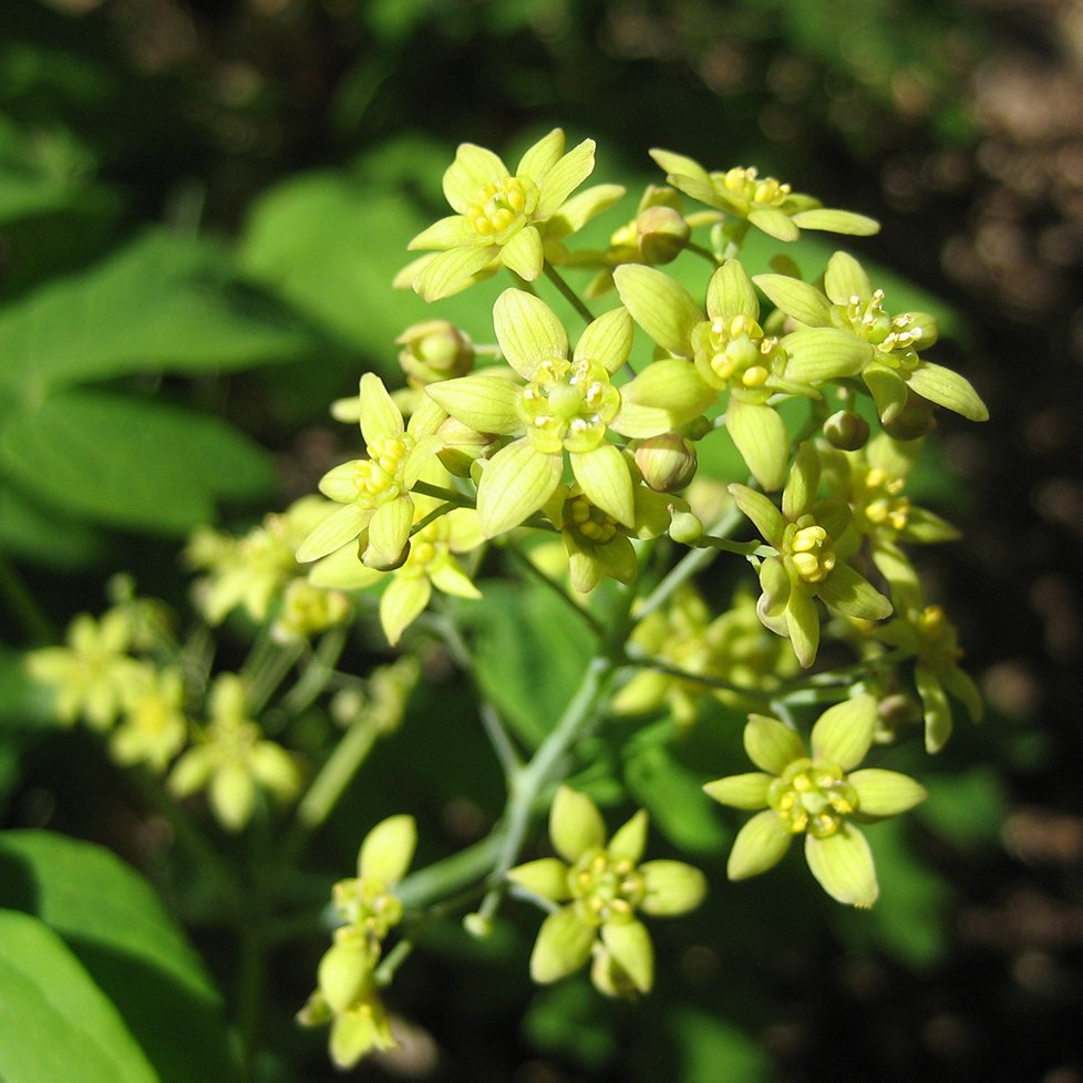 Caulophyllum thalictroides