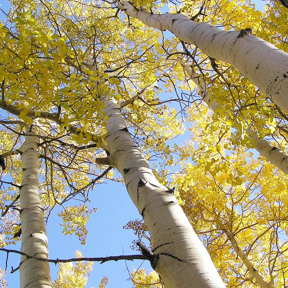 Populus tremuloides