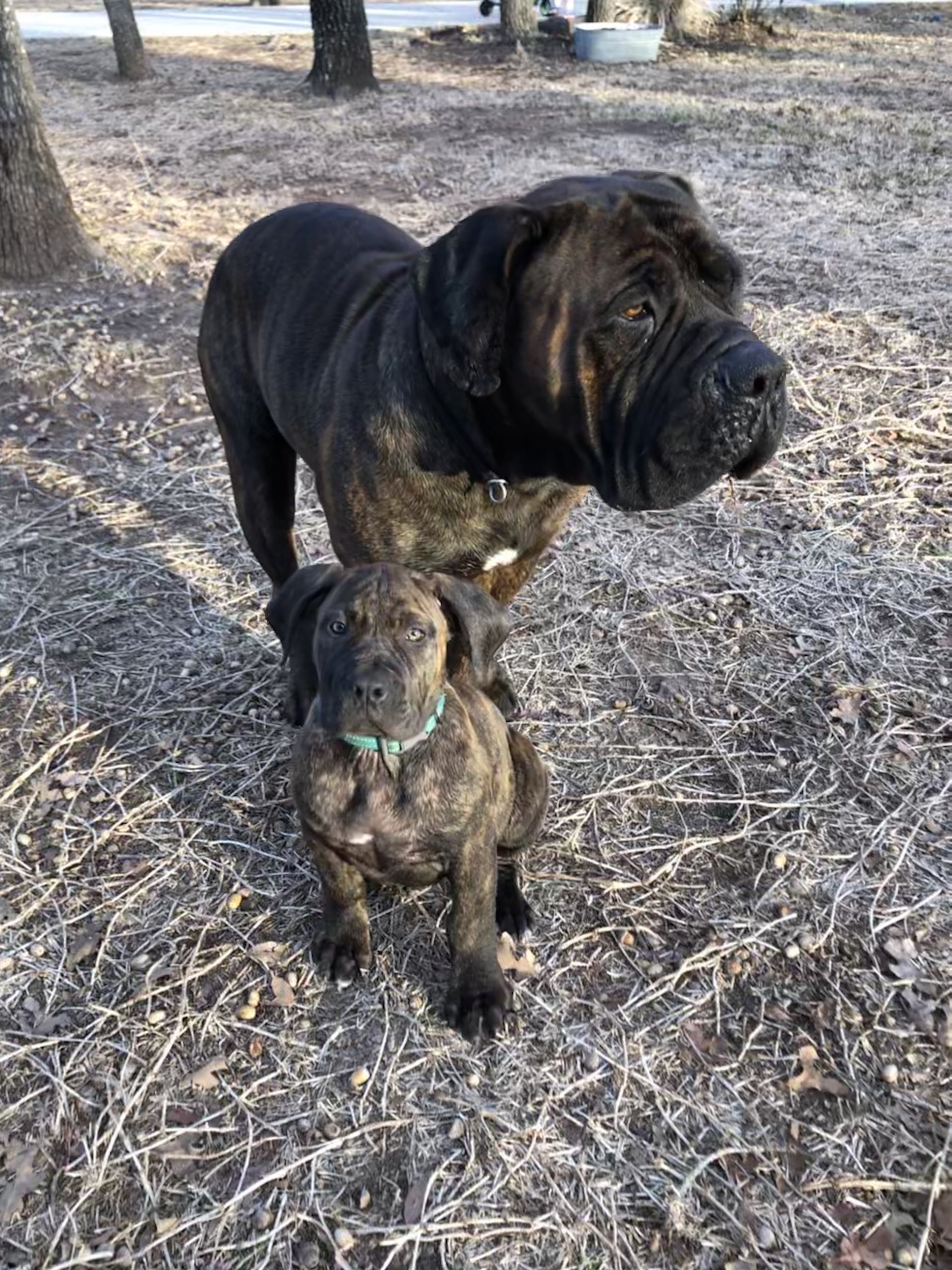 Size, structure, and temperament in some of the highest quality male ...