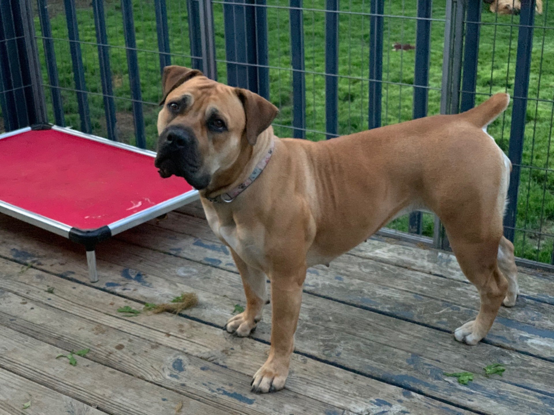 Leontix Boerboels, top quality African Boerboels in Texas.