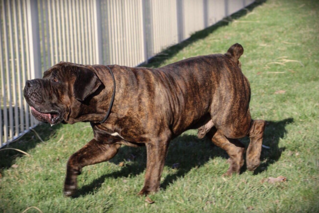 Size, structure, and temperament in some of the highest quality male ...