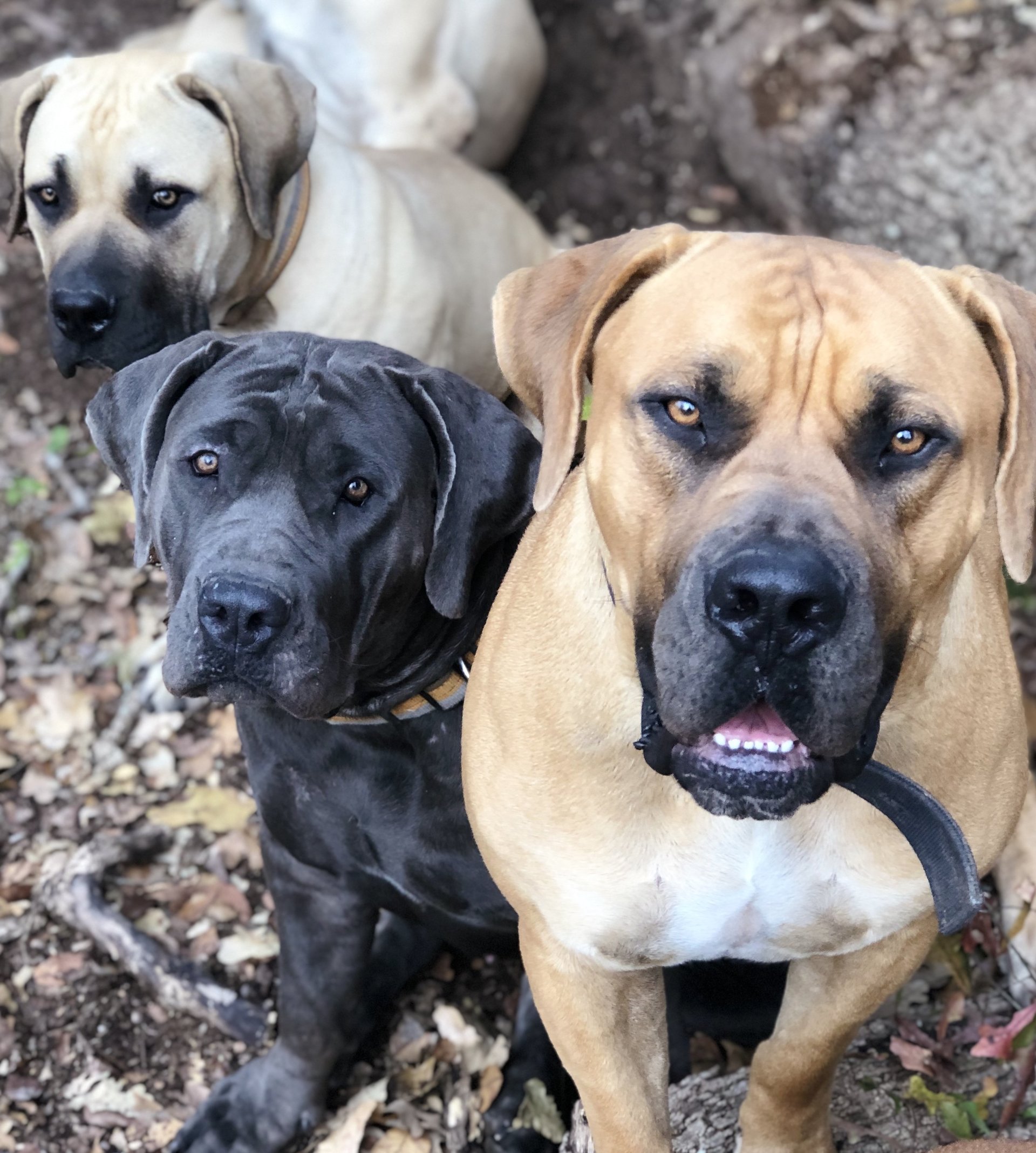 Texas Leontix Boerboels, South African Boerboels in Texas.
