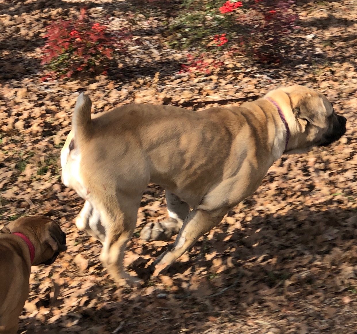 Texas Leontix Boerboels, South African Boerboels in Texas.