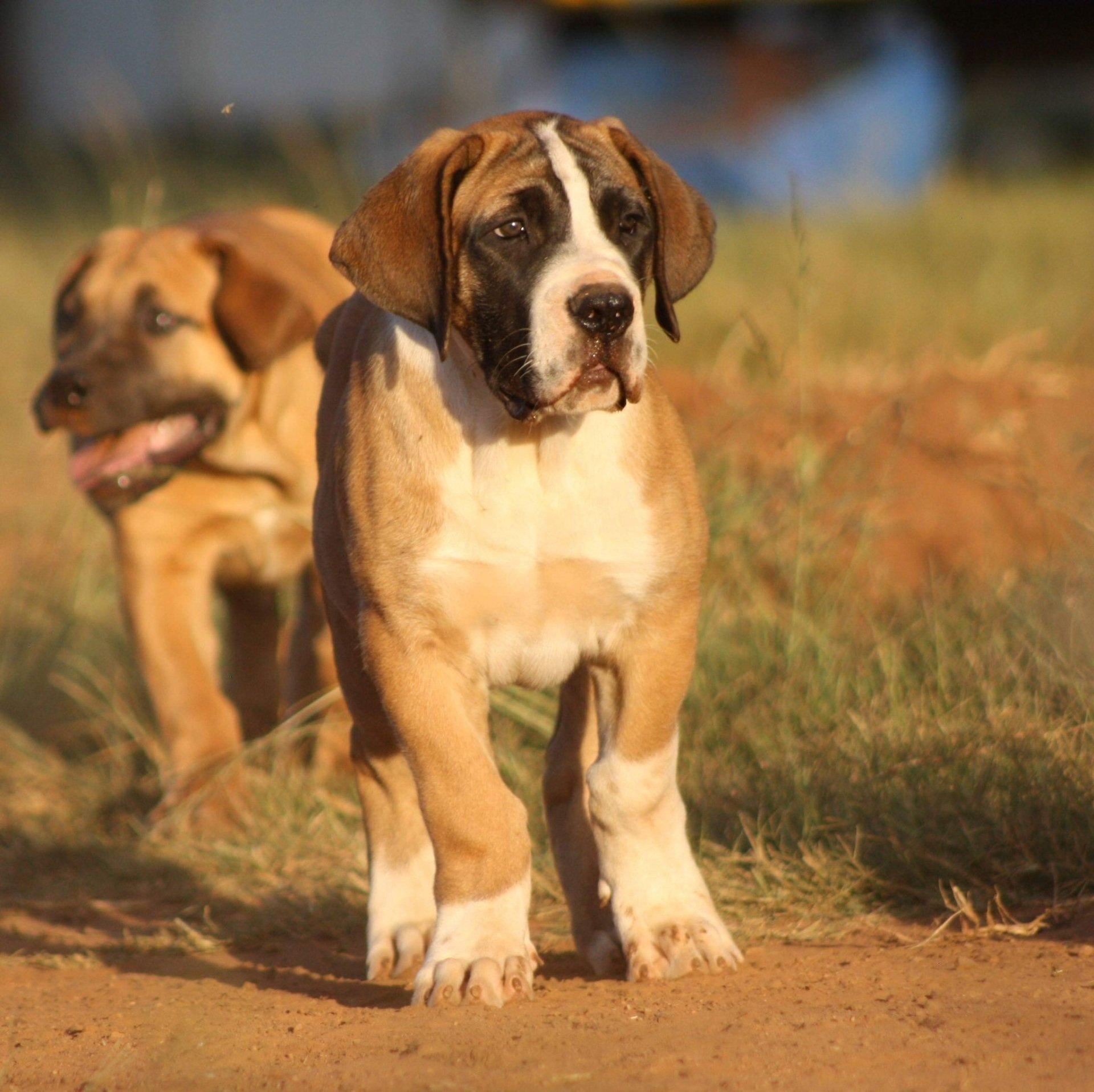 Texas Leontix Boerboels, South African Boerboels in Texas.