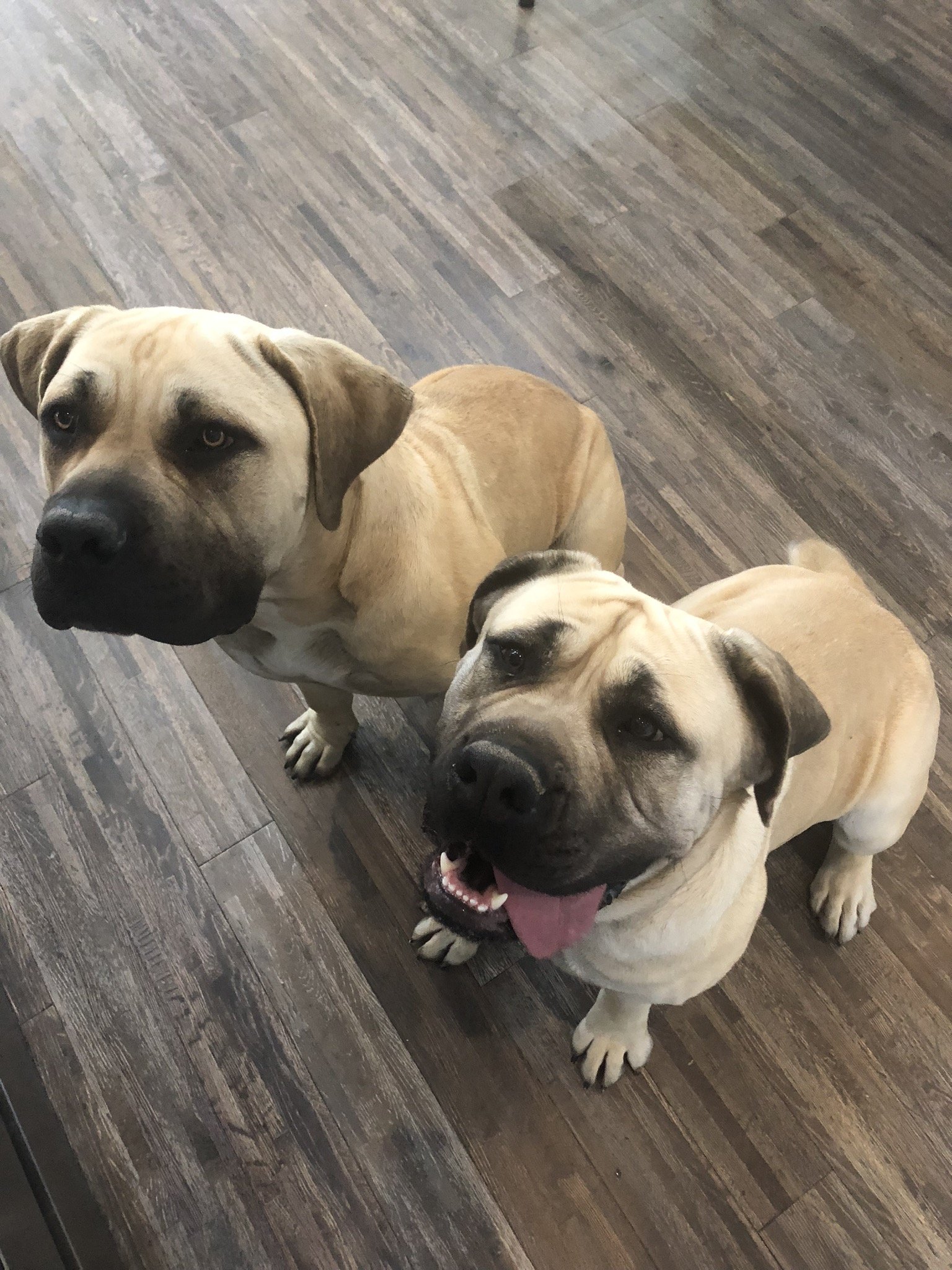Texas Leontix Boerboels, South African Boerboels in Texas.