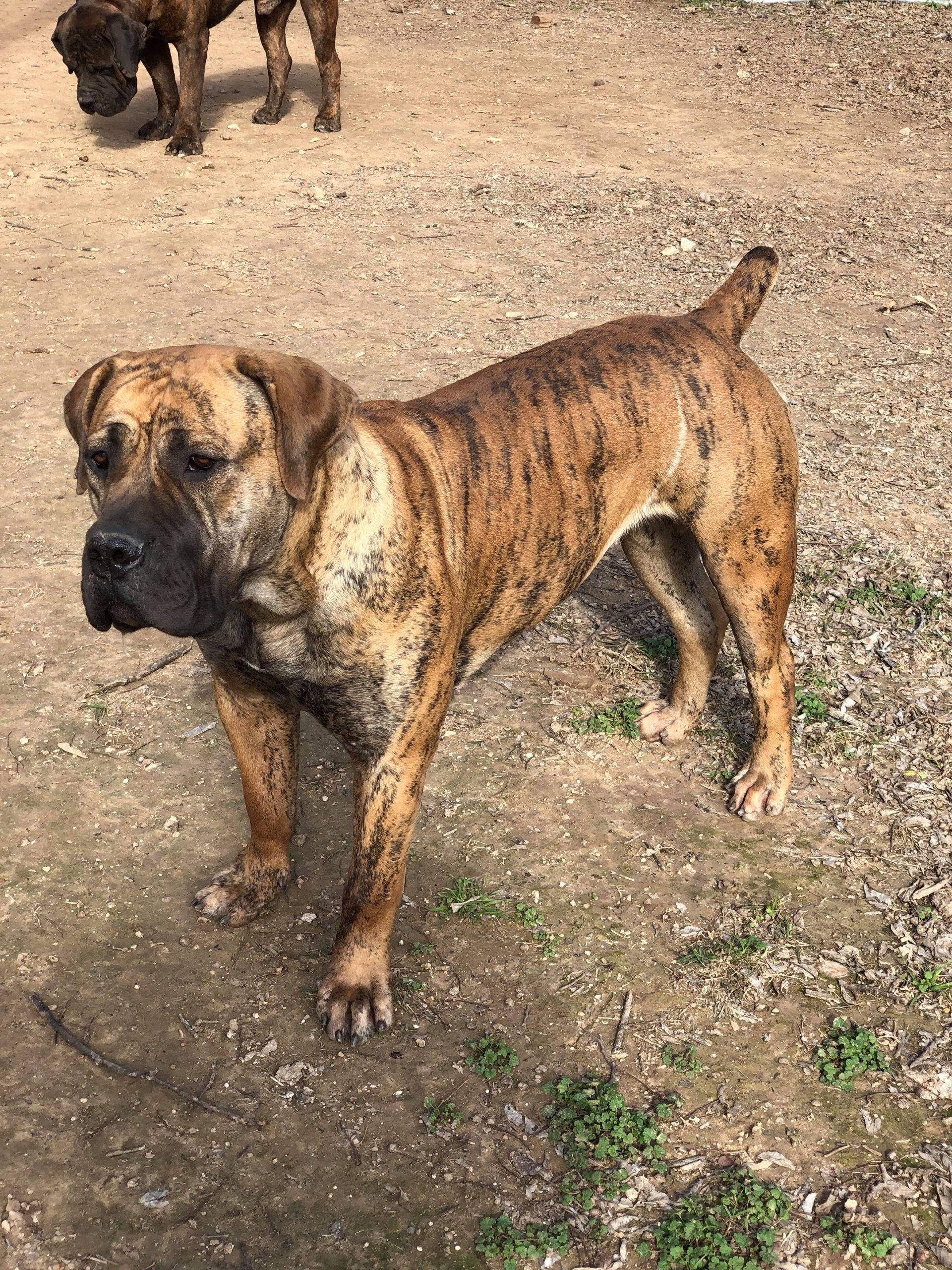 Texas Leontix Boerboels, South African Boerboels in Texas.