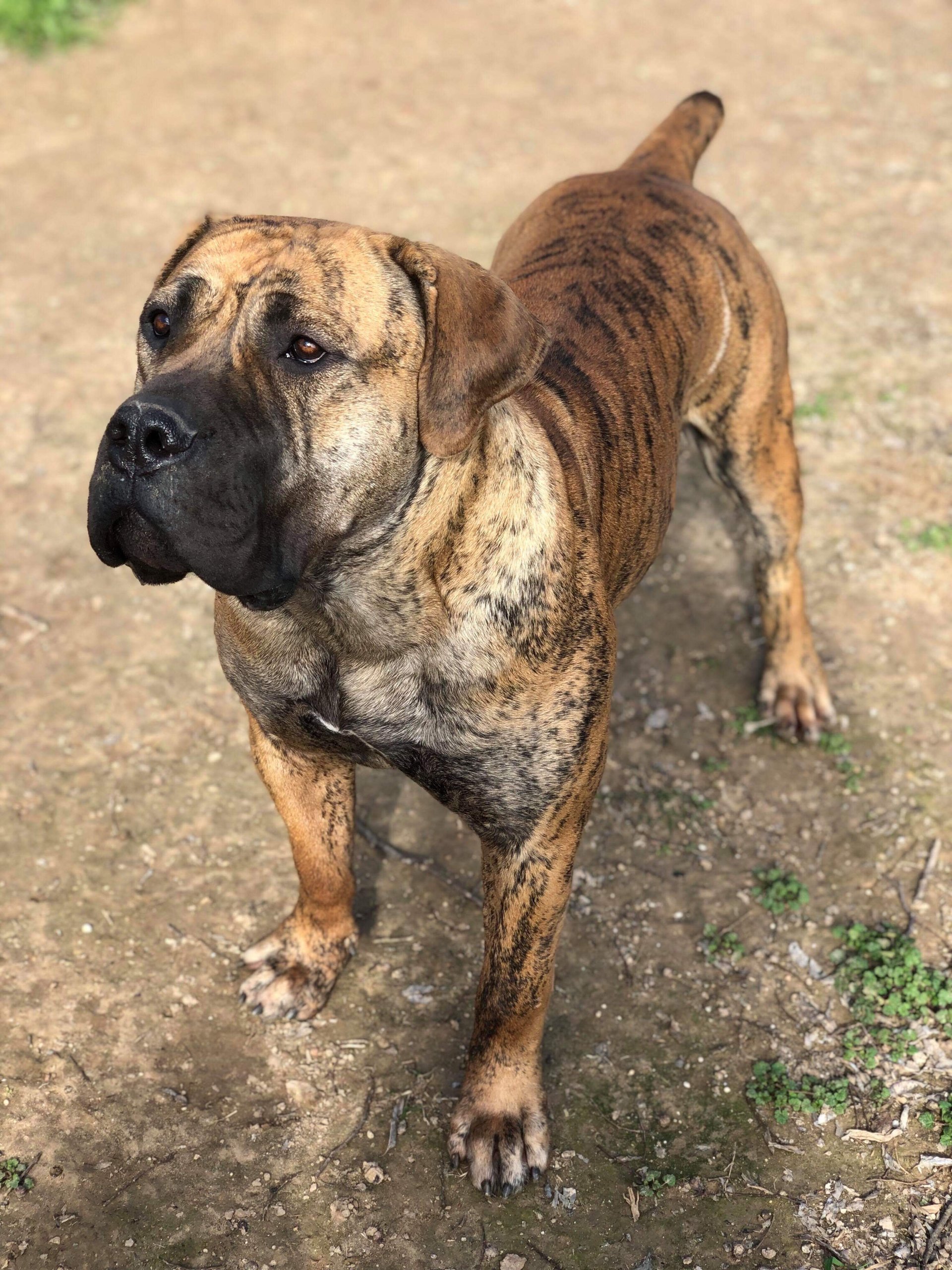 Texas Leontix Boerboels, South African Boerboels in Texas.