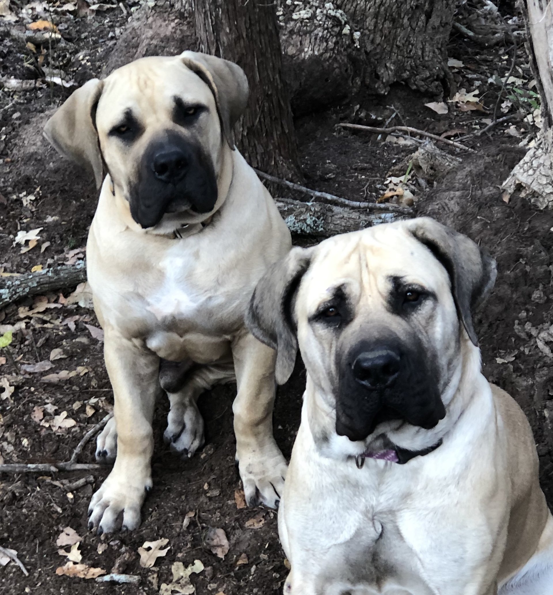 Texas Leontix Boerboels, South African Boerboels in Texas.