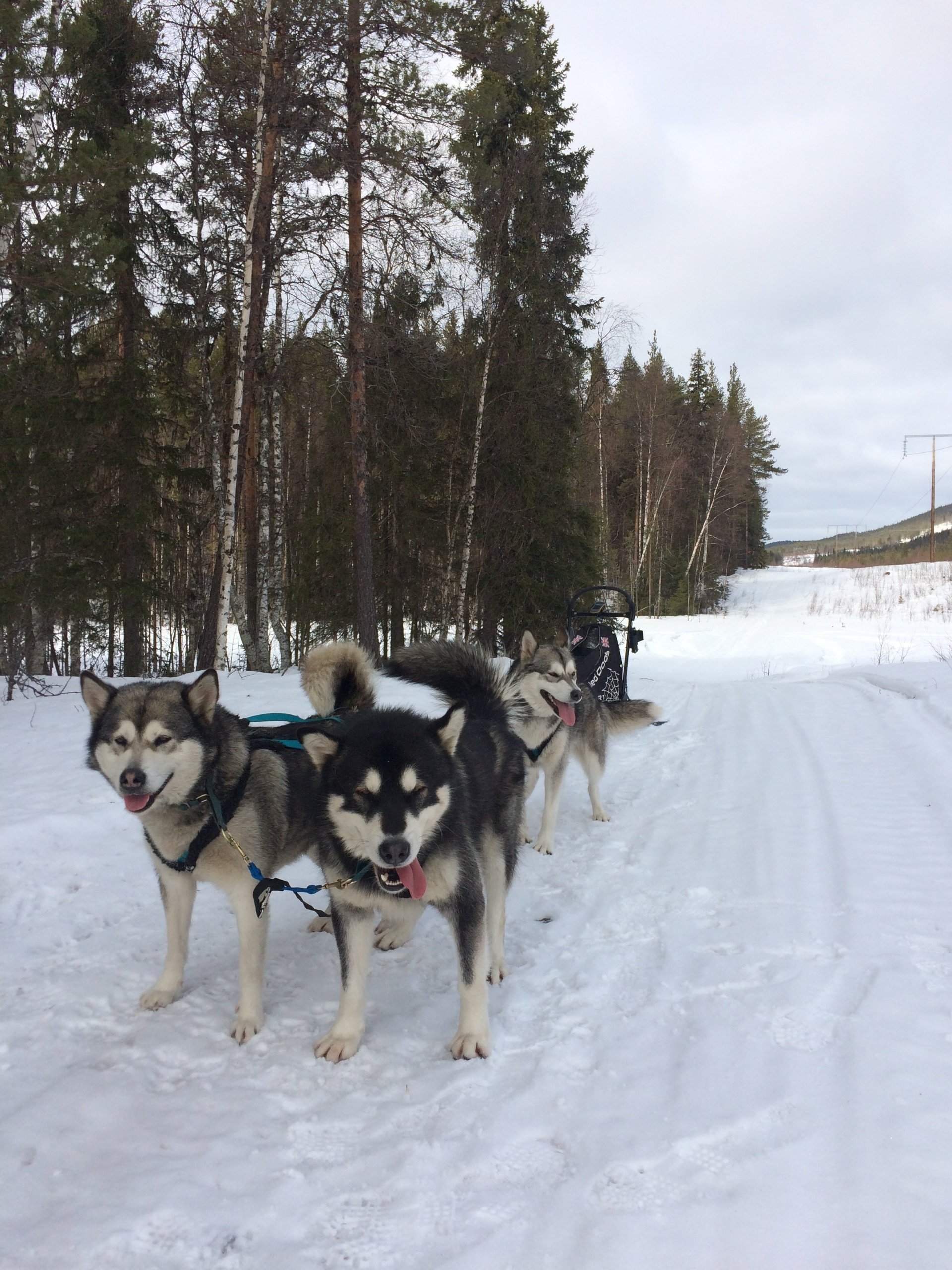 Iceclimb Alaskan Malamute sled dogs. True British working dogs