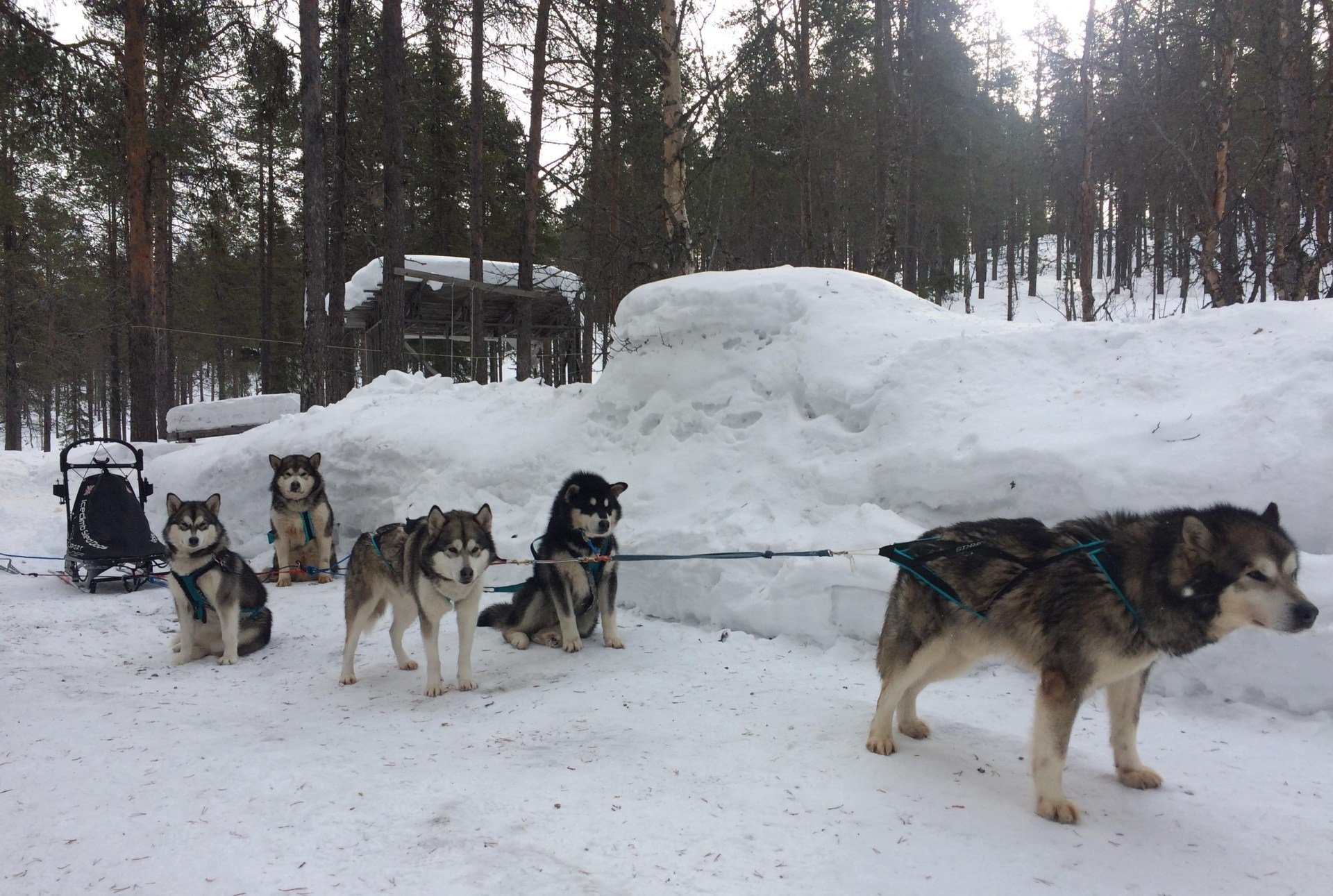 Iceclimb Alaskan Malamute sled dogs. True British working dogs