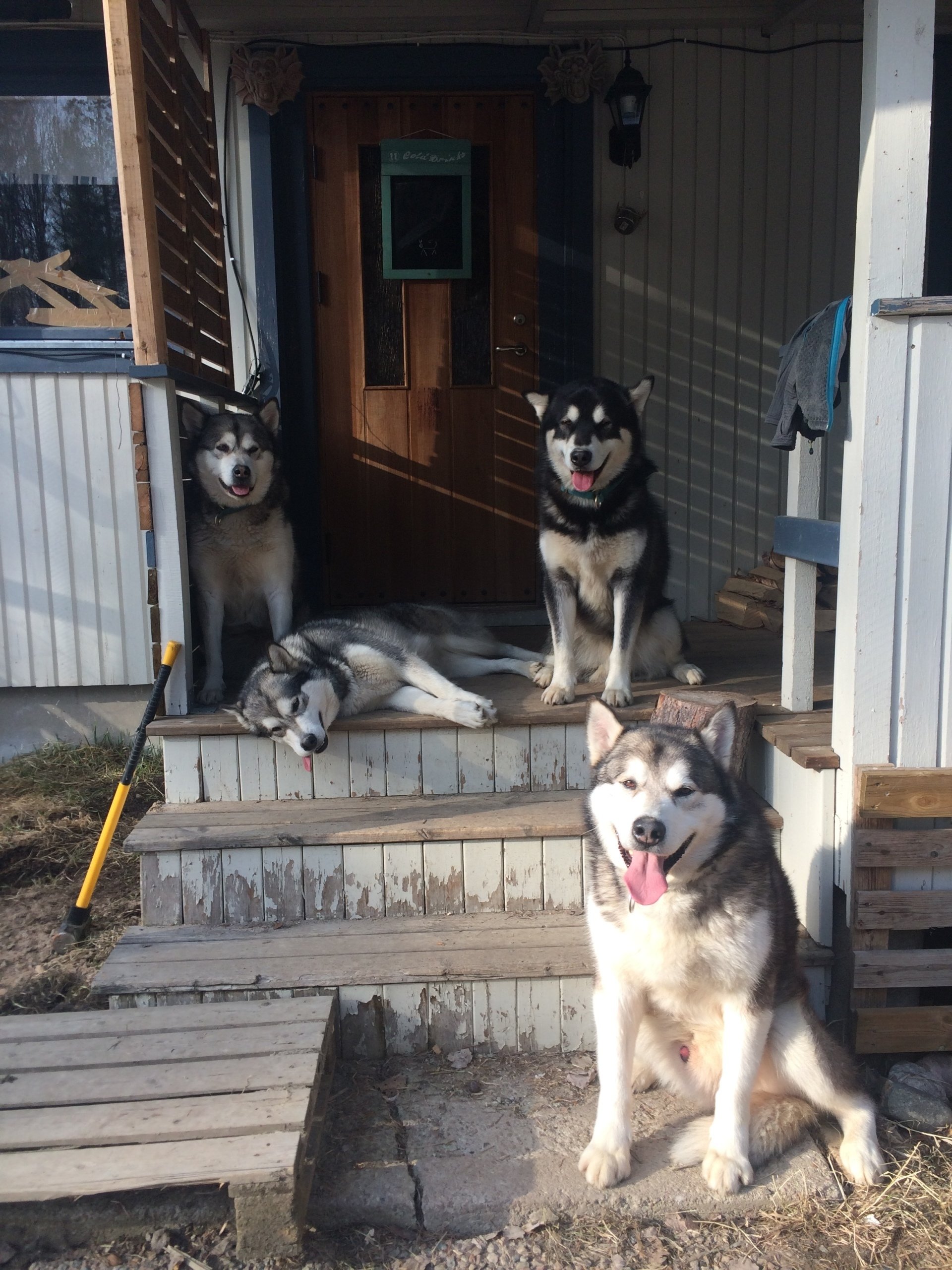 Iceclimb Alaskan Malamute sled dogs. True British working dogs