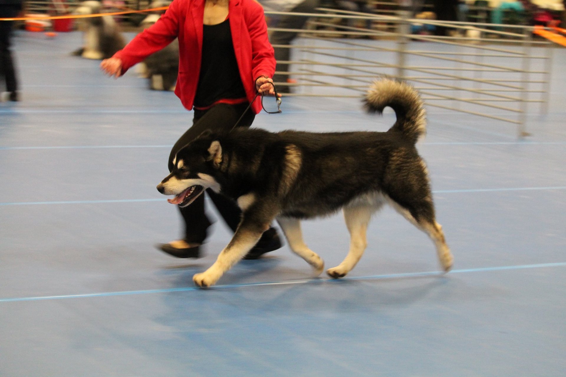 Iceclimb Alaskan Malamute sled dogs. True British working dogs