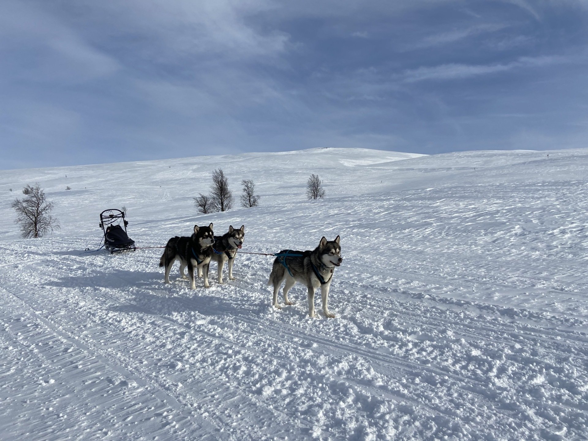 Iceclimb Alaskan Malamute sled dogs. True British working dogs
