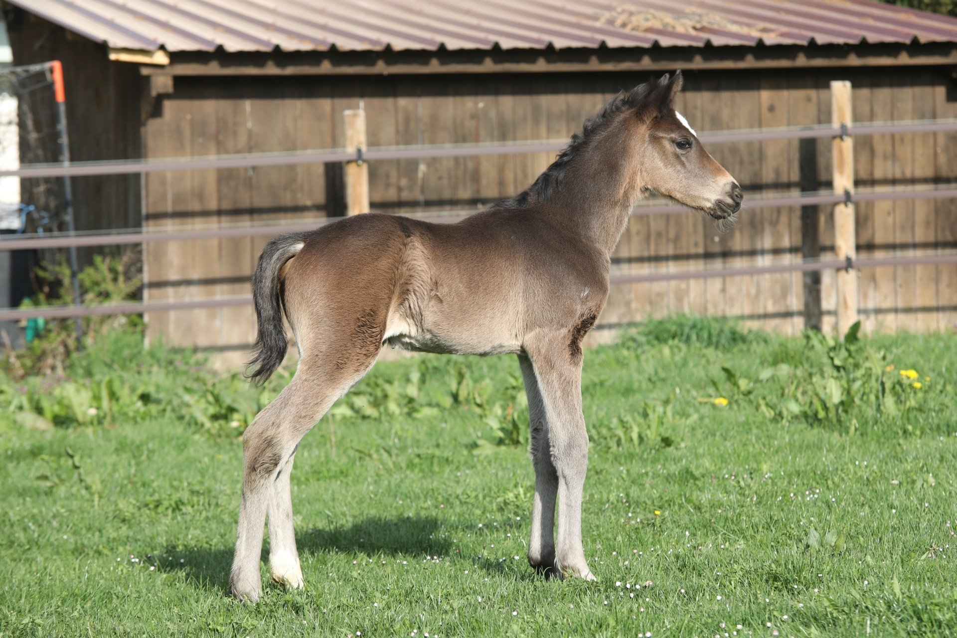 2021 Boheme du Neuhof